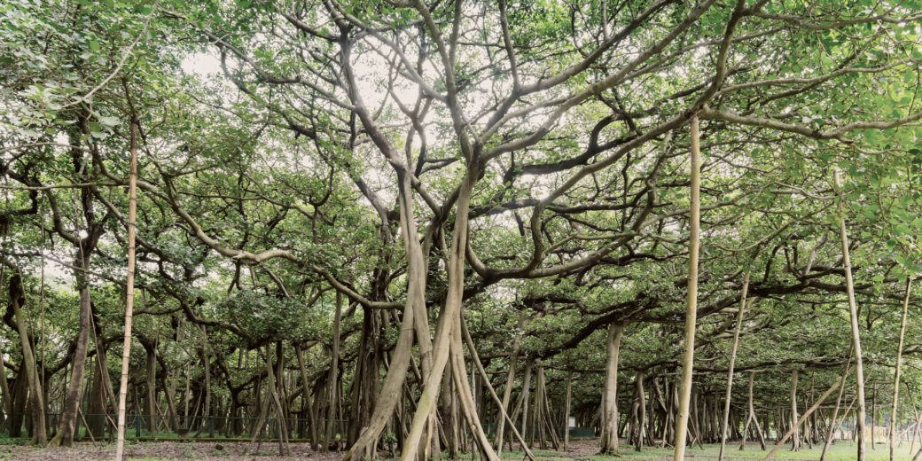 Nature Knows: The Great Banyan Tree | TCM World