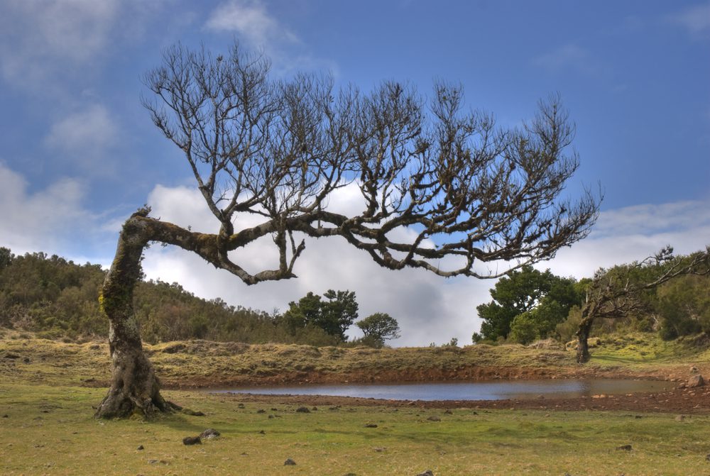 Grow in the Direction of Your Focus - TCM World